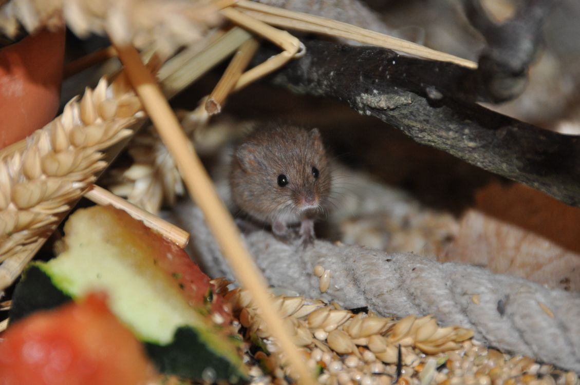 Seaview Wildlife Encounter: OUR FIRST HARVEST MICE LITTERS!
