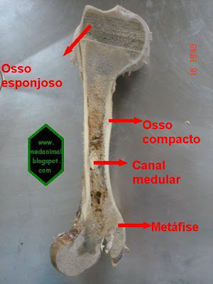 Artrologia: Parte óssea e cartilaginosa macroscópica.