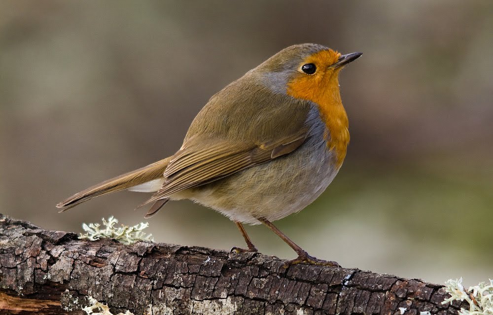 NATURALEZA ALADA . Paco Salso: LOS PASERIFORMES