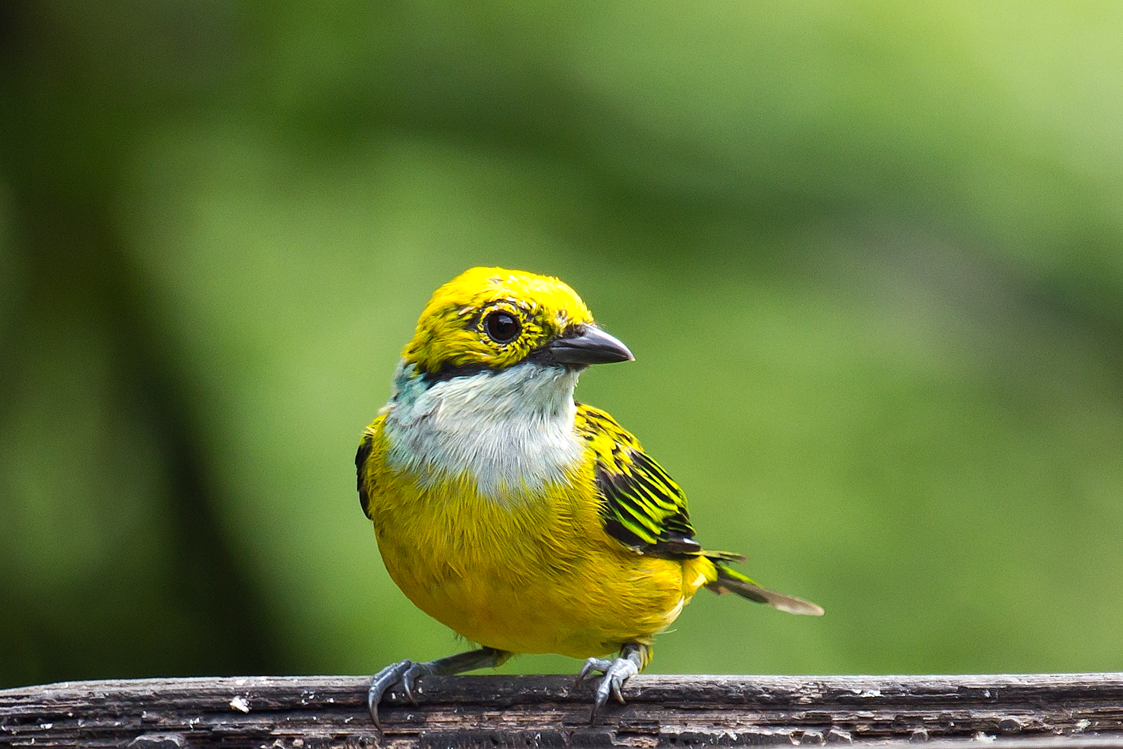 NATURALEZA ALADA . Paco Salso: Aves de Ecuador