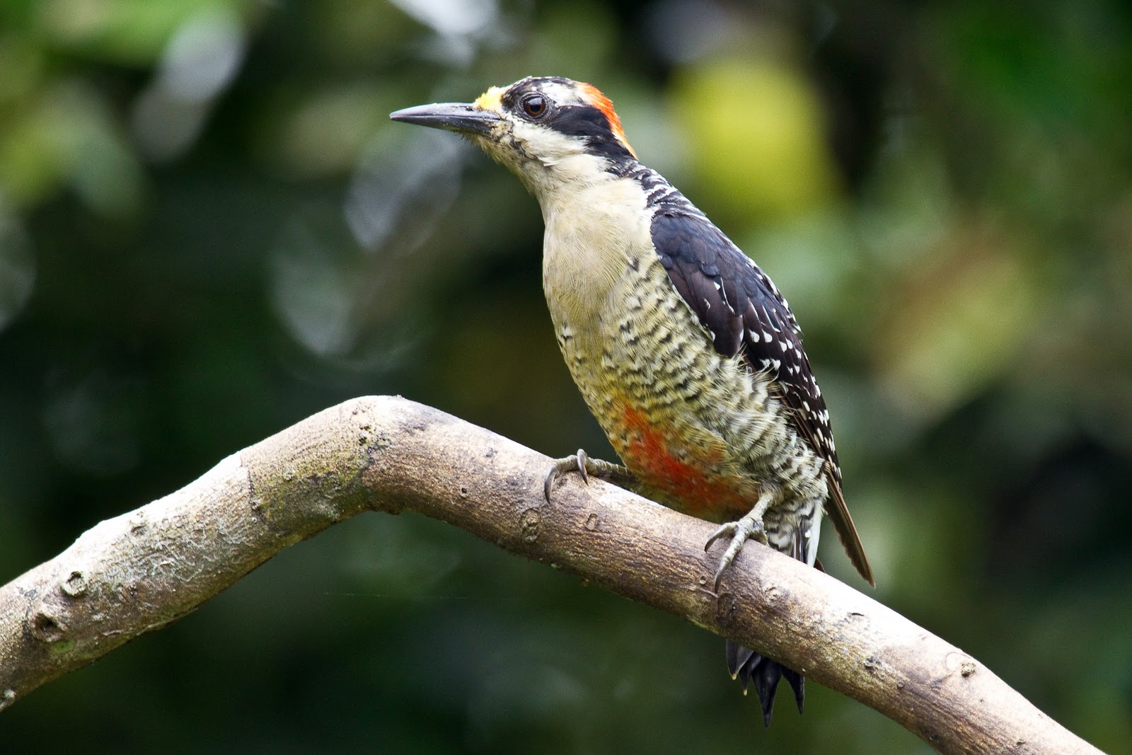 NATURALEZA ALADA . Paco Salso: Aves de Ecuador