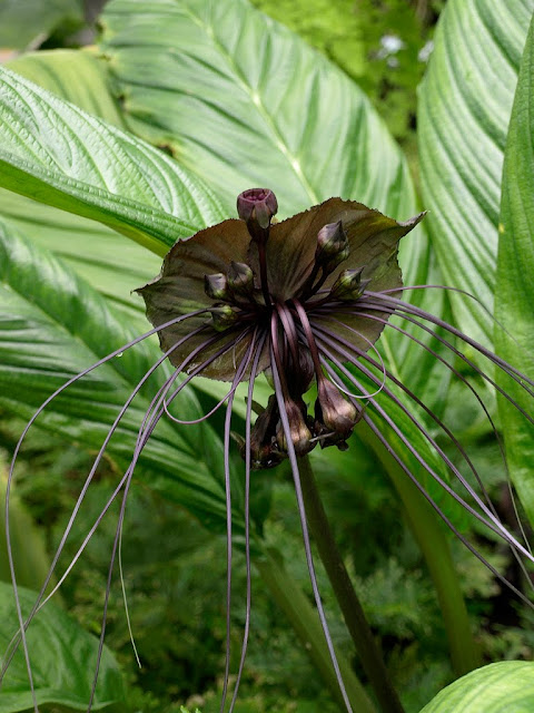 Bat Flower – Amazing Predator Faced Plant ~ Kuriositas