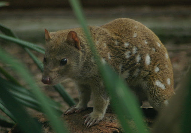 The Quoll – Cute Cousin of the Tasmanian Devil | The Ark In Space