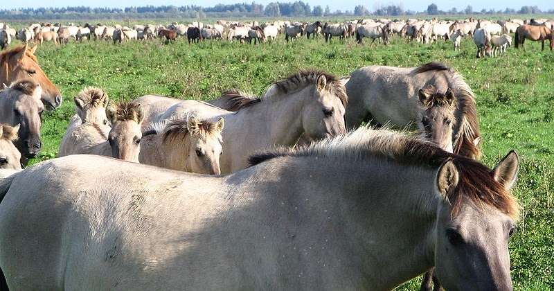 Prehistoric Landscape Returns to Europe | The Ark In Space