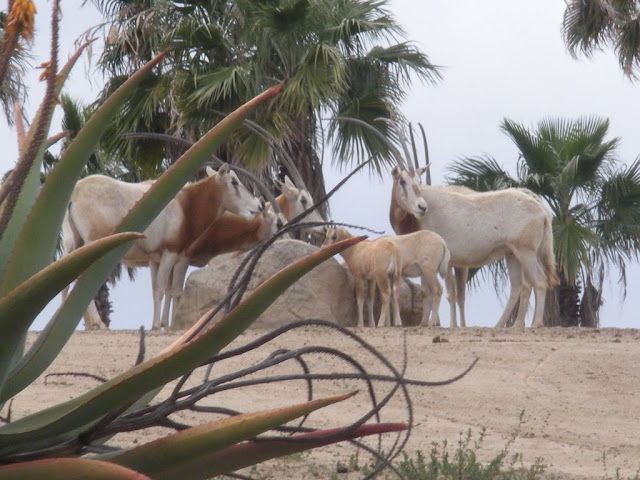 The Scimitar Oryx - Charismatic Antelope of the Desert | The Ark In Space