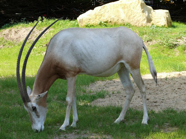 The Scimitar Oryx - Charismatic Antelope of the Desert | The Ark In Space