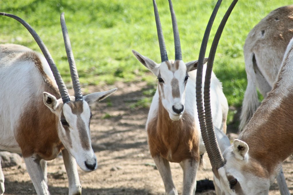 The Scimitar Oryx - Charismatic Antelope of the Desert | The Ark In Space
