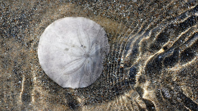 The Sand Dollar – the Animal that Can Clone Itself | The Ark In Space