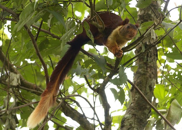 The Indian Giant Squirrel – Secret Supersize Squirrel on Steroids | The ...