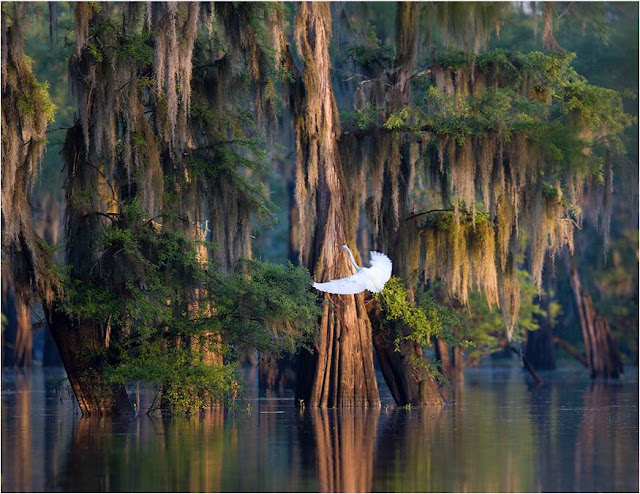 Atchafalaya – the Biggest Swamp in the States ~ Kuriositas