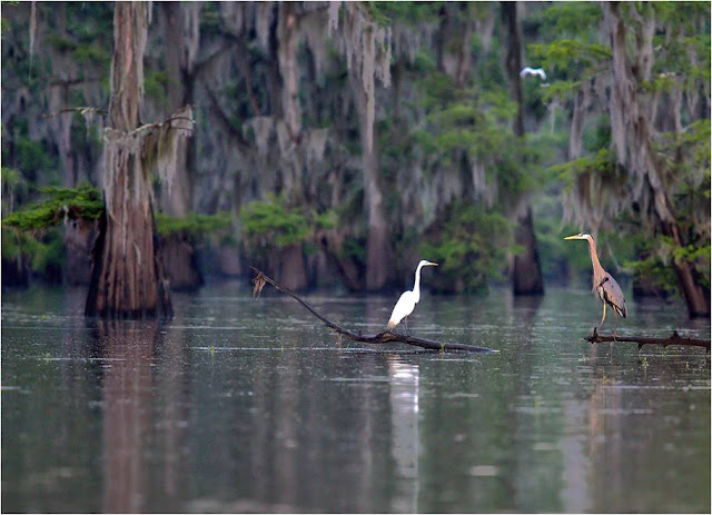 Atchafalaya – the Biggest Swamp in the States ~ Kuriositas