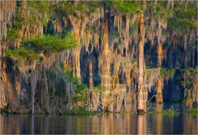 Atchafalaya – the Biggest Swamp in the States ~ Kuriositas