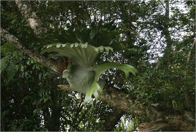 Platycerium - A Pretty Peculiar Plant ~ Kuriositas