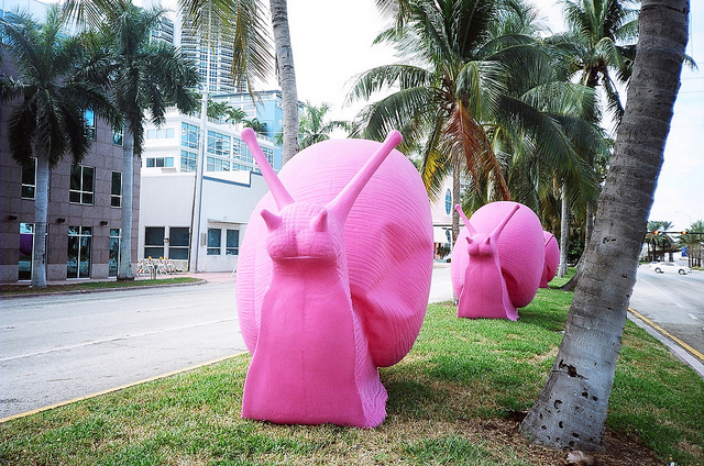 Giant Pink Snails Invade Miami ~ Kuriositas