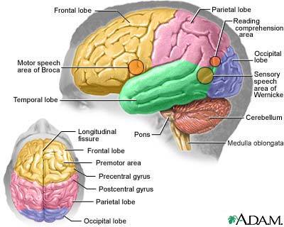 all things about our brain ♥