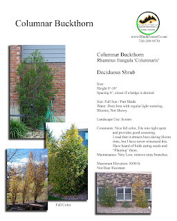Denver Landscape Plants: Columnar Buckthorn