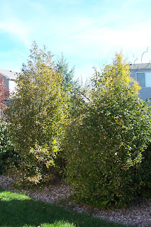 Denver Landscape Plants: Columnar Buckthorn