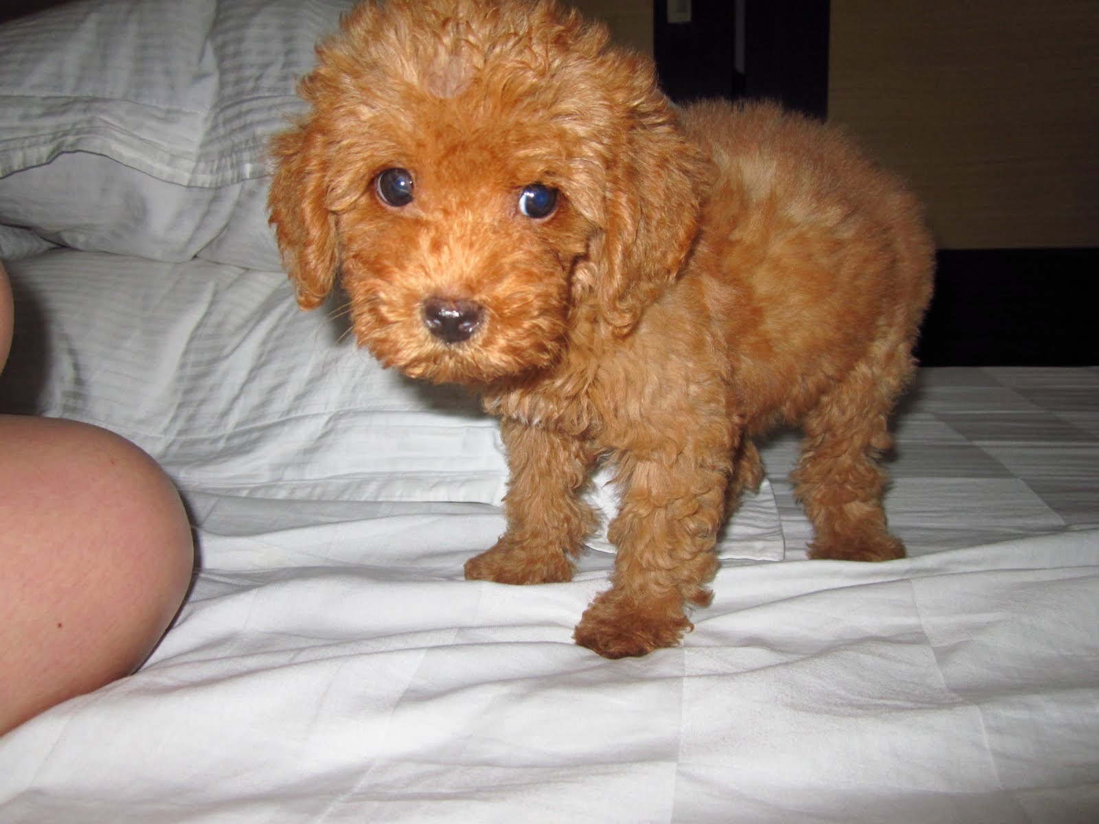 Prettywittybitchyme: ZOE...My New Cute Poodle Joins Our Mini Family!