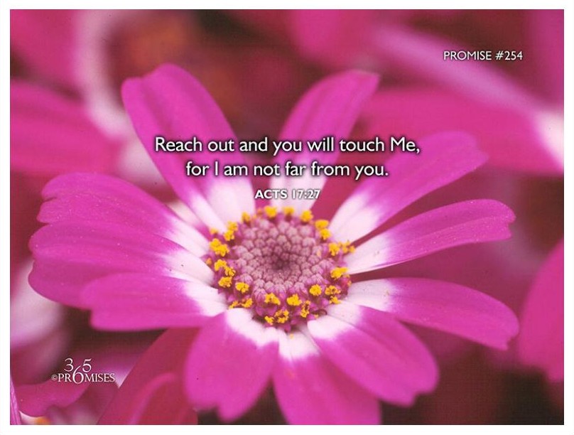 Just a Lucky Dog: 365 Promises