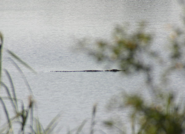 Six Guys At A Prata Place: Creature Feature! - A Crash Course of The ...