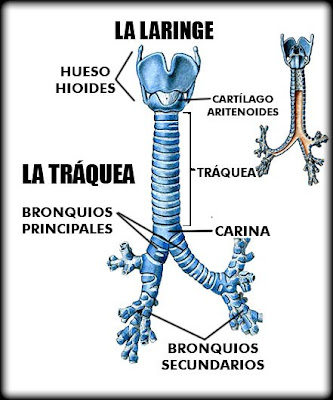 03 SISTEMA RESPIRATORIO: TRÁQUEA