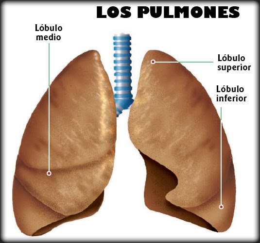 03 SISTEMA RESPIRATORIO: LOS PULMONES