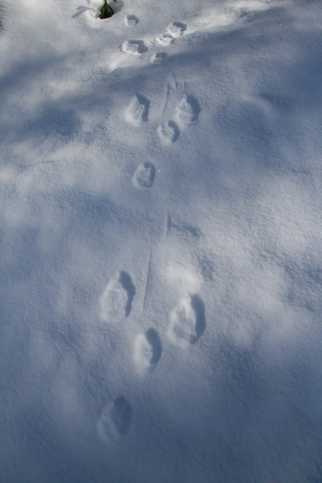 YOUR NORTHERN ADVENTURE: Wild sporen, vissen, jagen, slachten en foto's ...