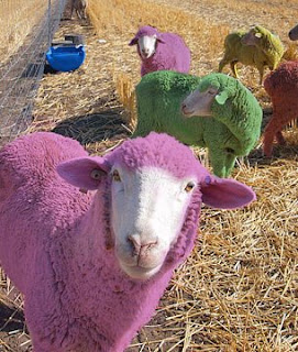 DESTINO ESPINAR: HISTORIAS, CUENTOS Y OTROS: LAS OVEJAS DE COLOR