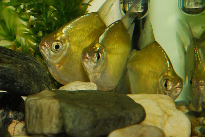 Noticias Internacionales: Brasil pretende desarrollar medicinas a ...