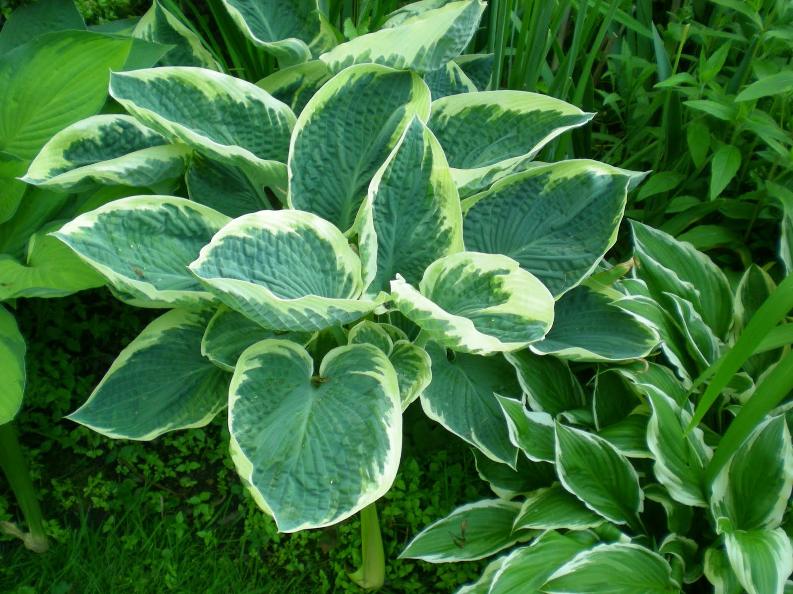 Jarvis House: Hostas of the Jarvis House Garden Large, Medium, Small & Mini