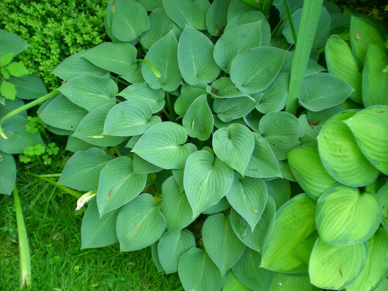 Jarvis House: Hostas of the Jarvis House Garden Large, Medium, Small & Mini