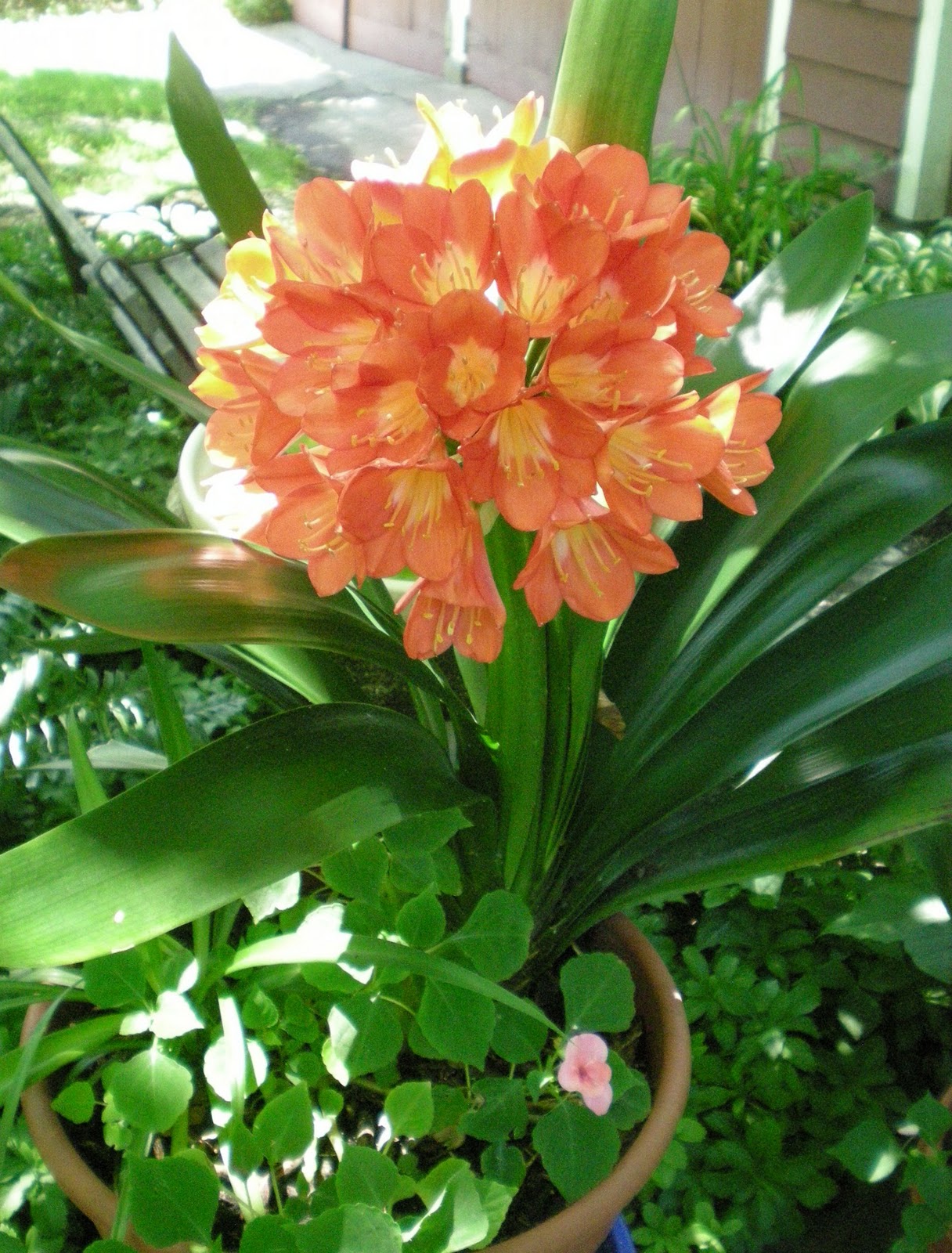 Jarvis House: Clivias