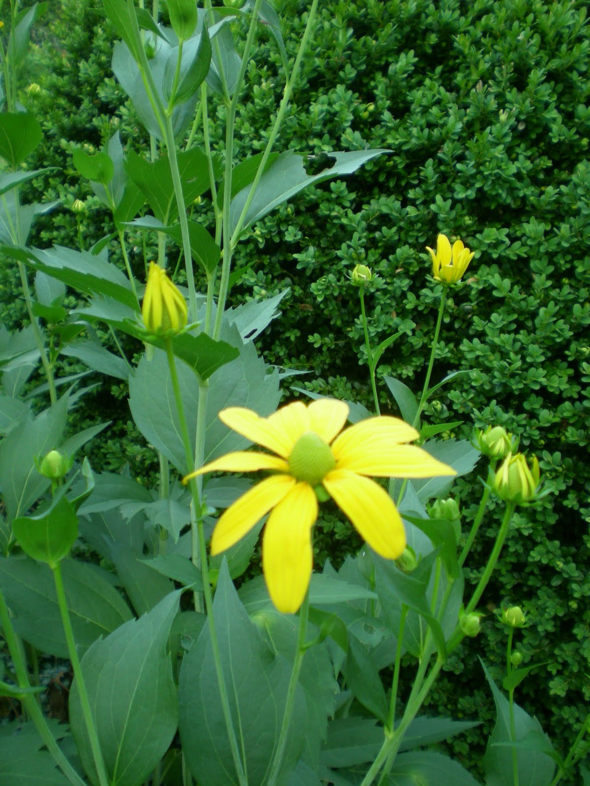 Jarvis House: Late Summer Daisies