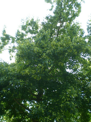 Jarvis House: Bayard Cutting Arboretum, a Living Museum of Trees