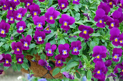 My Painted Garden: Spring Pansey Inspirations