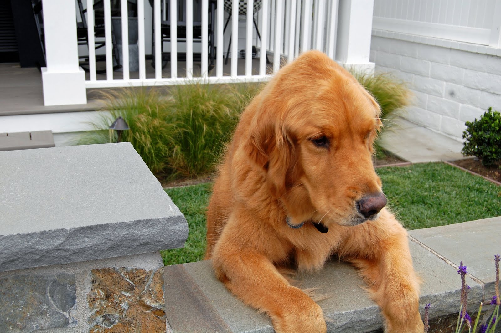 My Painted Garden: Balboa Island Art Walk