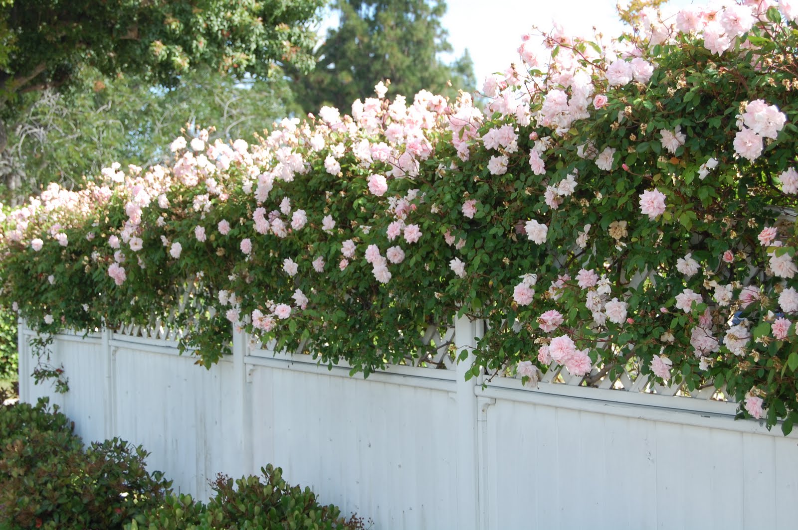My Painted Garden: Pink Roses and a Little Cottage