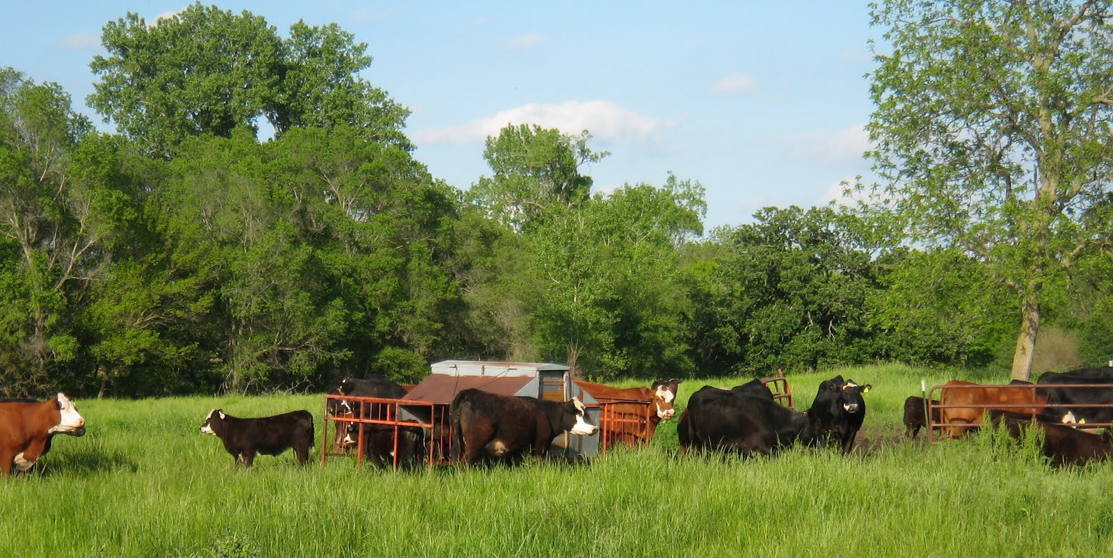 Life on our Iowa Farm: Creep Feeding our Calves