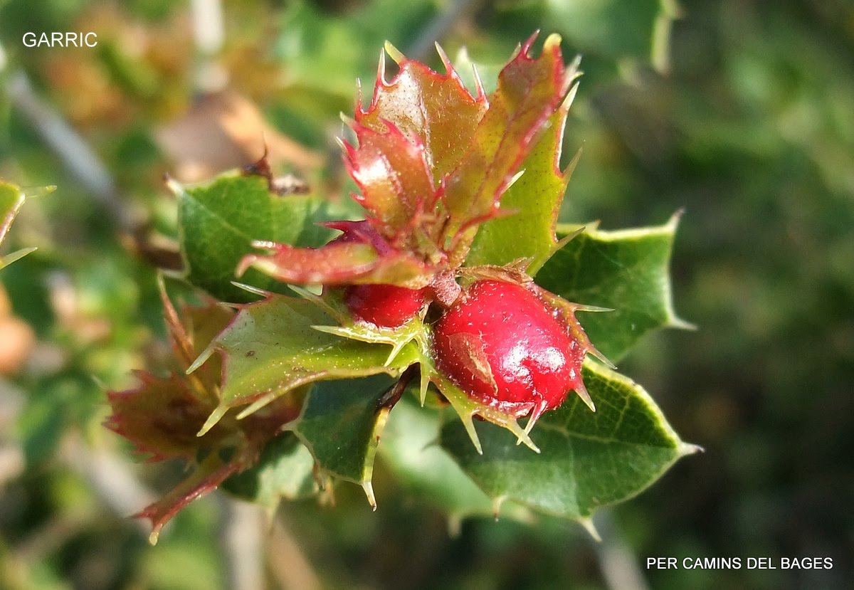 PER CAMINS DEL BAGES: GARRIC