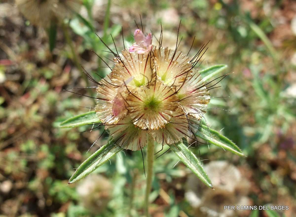 PER CAMINS DEL BAGES: CARDETA