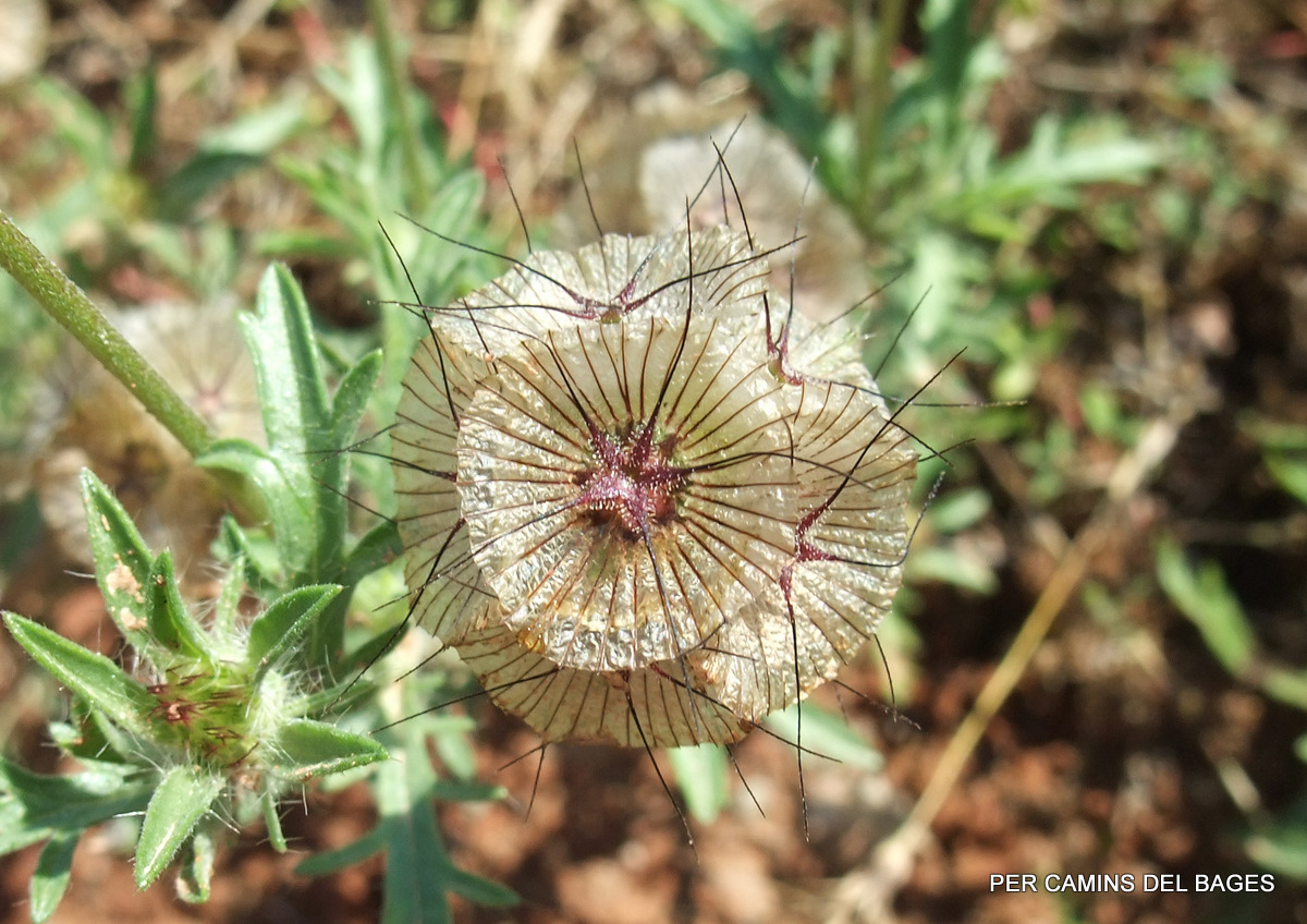 PER CAMINS DEL BAGES: CARDETA