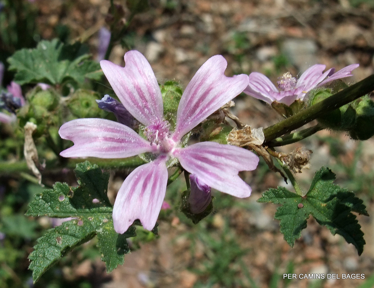 PER CAMINS DEL BAGES: MALVA