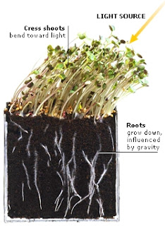 Jethro's blog: Why do plants grow towards the sun?