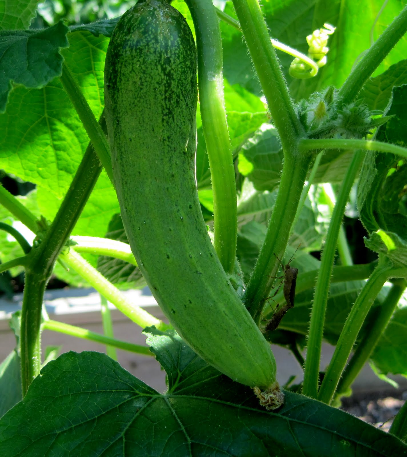 garden now - think later! : Erin's Refrigerator Pickle Recipe