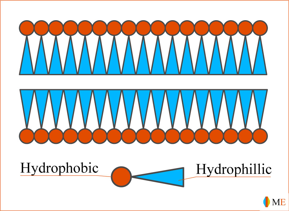 Instrukcije iz kemije i biologije: INSTRUKCIJE IZ BIOLOGIJE - BIOMEMBRANE