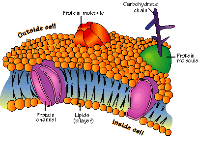 Instrukcije iz kemije i biologije: INSTRUKCIJE IZ BIOLOGIJE - BIOMEMBRANE