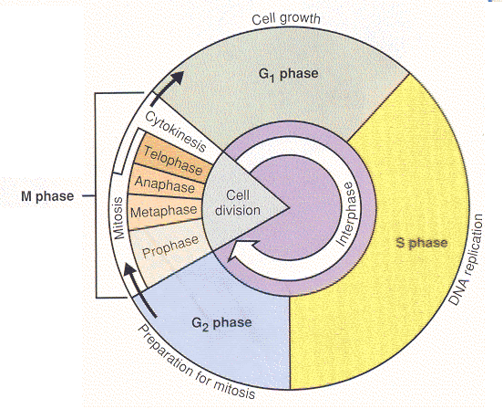 Instrukcije iz kemije i biologije: Instrukcije iz biologije - Mitoza