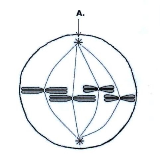 Instrukcije iz kemije i biologije: Pripreme za državnu maturu