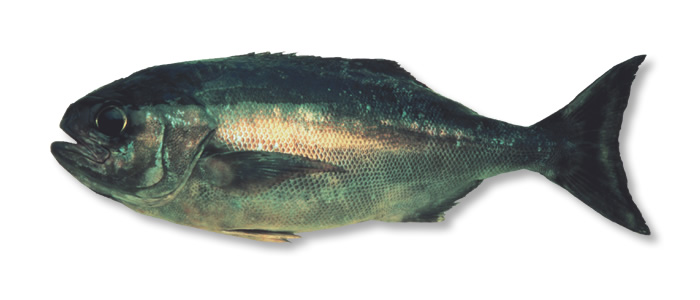 six ingredients: Bluenose