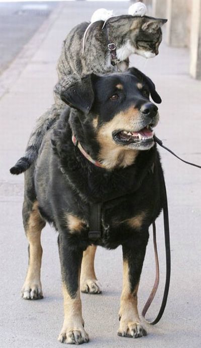O cantinho dos animais: São tão fofos e meigos.